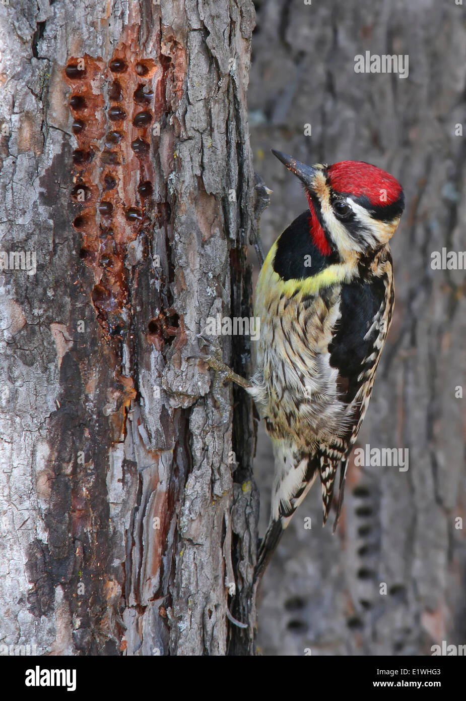 Yellow bellied sapsucker hi-res stock photography and images - Alamy