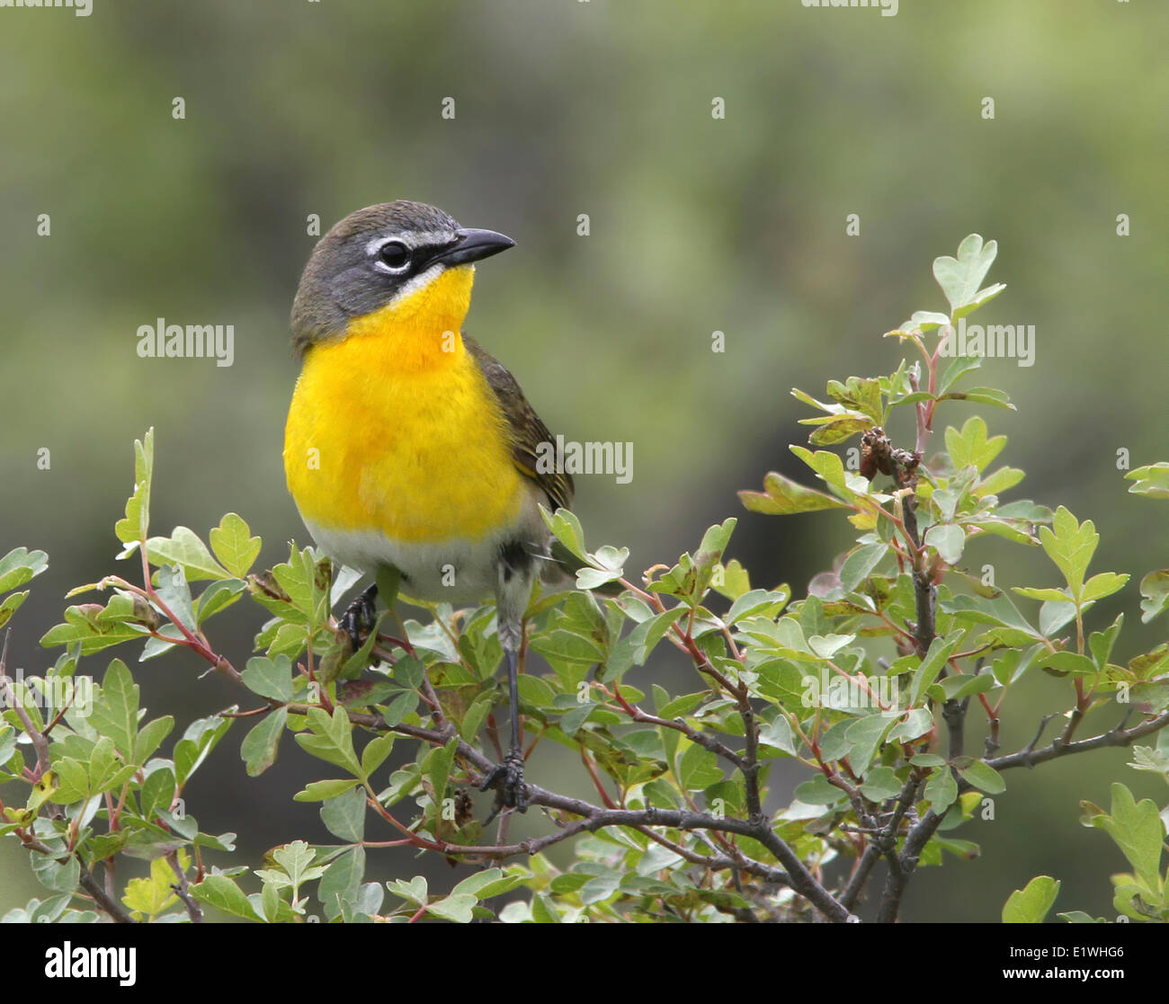 A yellow breasted chat hi-res stock photography and images - Alamy