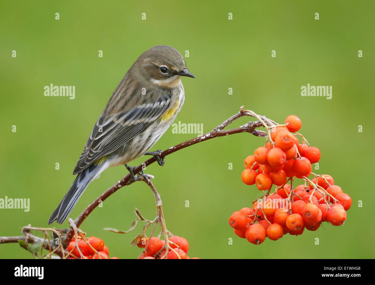 A fall-plumage Yellow-rumped Warbler, Setophaga coronata, perched on a ...