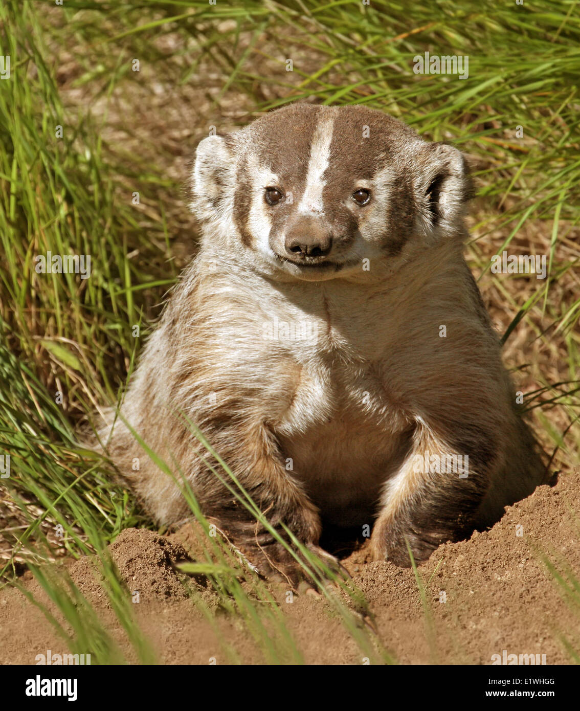 Badger close up hi-res stock photography and images - Alamy
