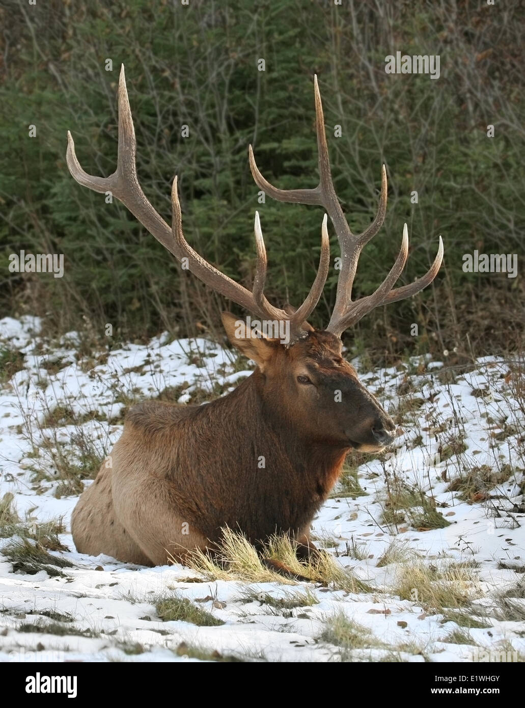 Elk cervus canadensis at prince albert national park hi-res stock ...