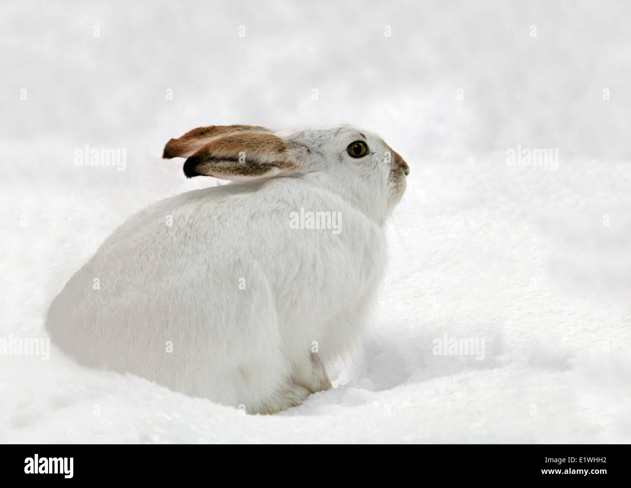 white-tailed jackrabbit (Lepus townsendii) near Saskatoon Saskatchewan ...