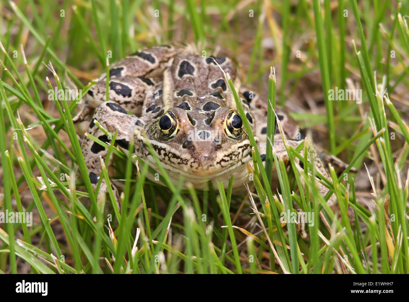 Northern Leopard Frog (Lithobates pipiens) at Saskatchewan landing ...