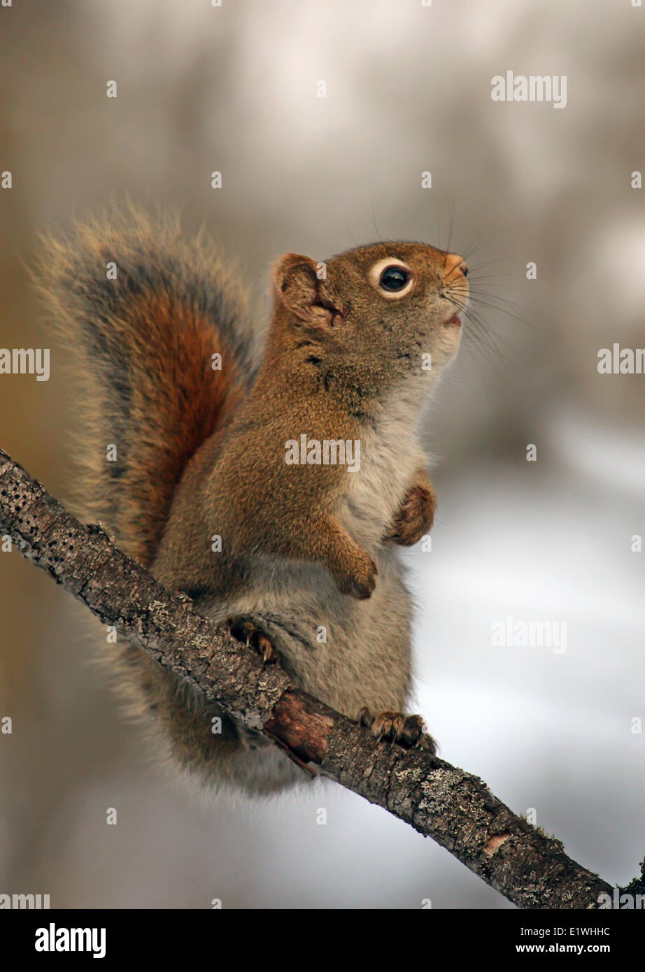 American red squirrel (Tamiasciurus hudsonicus) at the Nisbet Forest ...