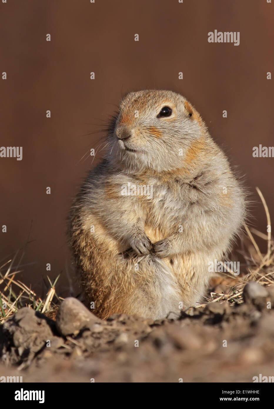 Richardson's ground squirrel (Urocitellus richardsonii) in Saskatoon, Saskatchewan Stock Photo ...