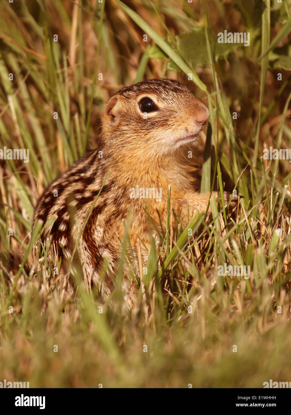 Thirteen Lined Ground Squirrels High Resolution Stock Photography and Images - Alamy