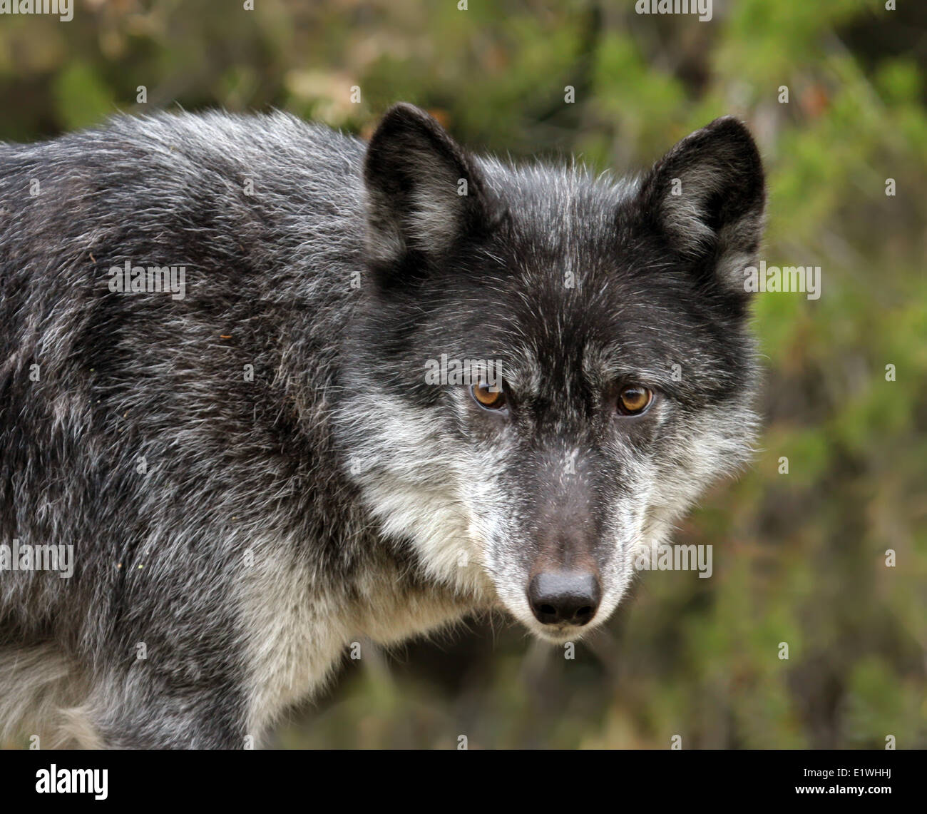 Timber Wolf (Canis lupus) at Prince Albert National Park, Saskatchewan ...