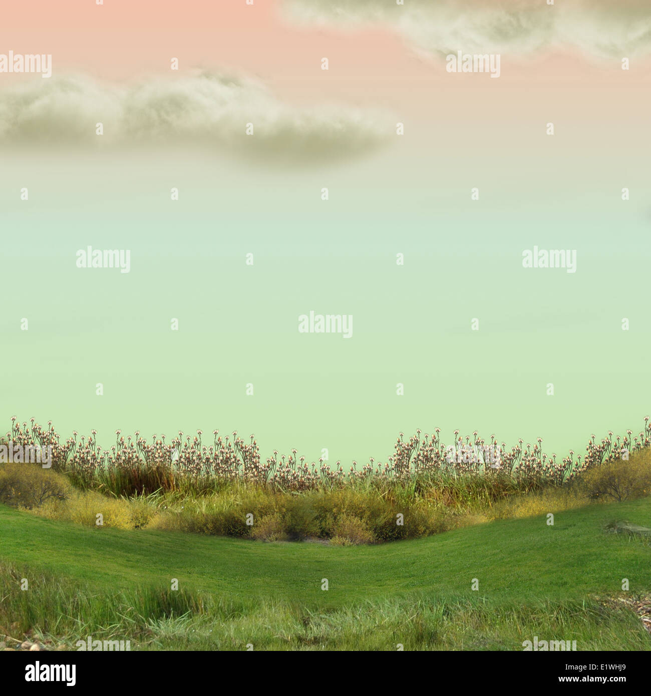 lonely landscape in the field with flowers Stock Photo - Alamy