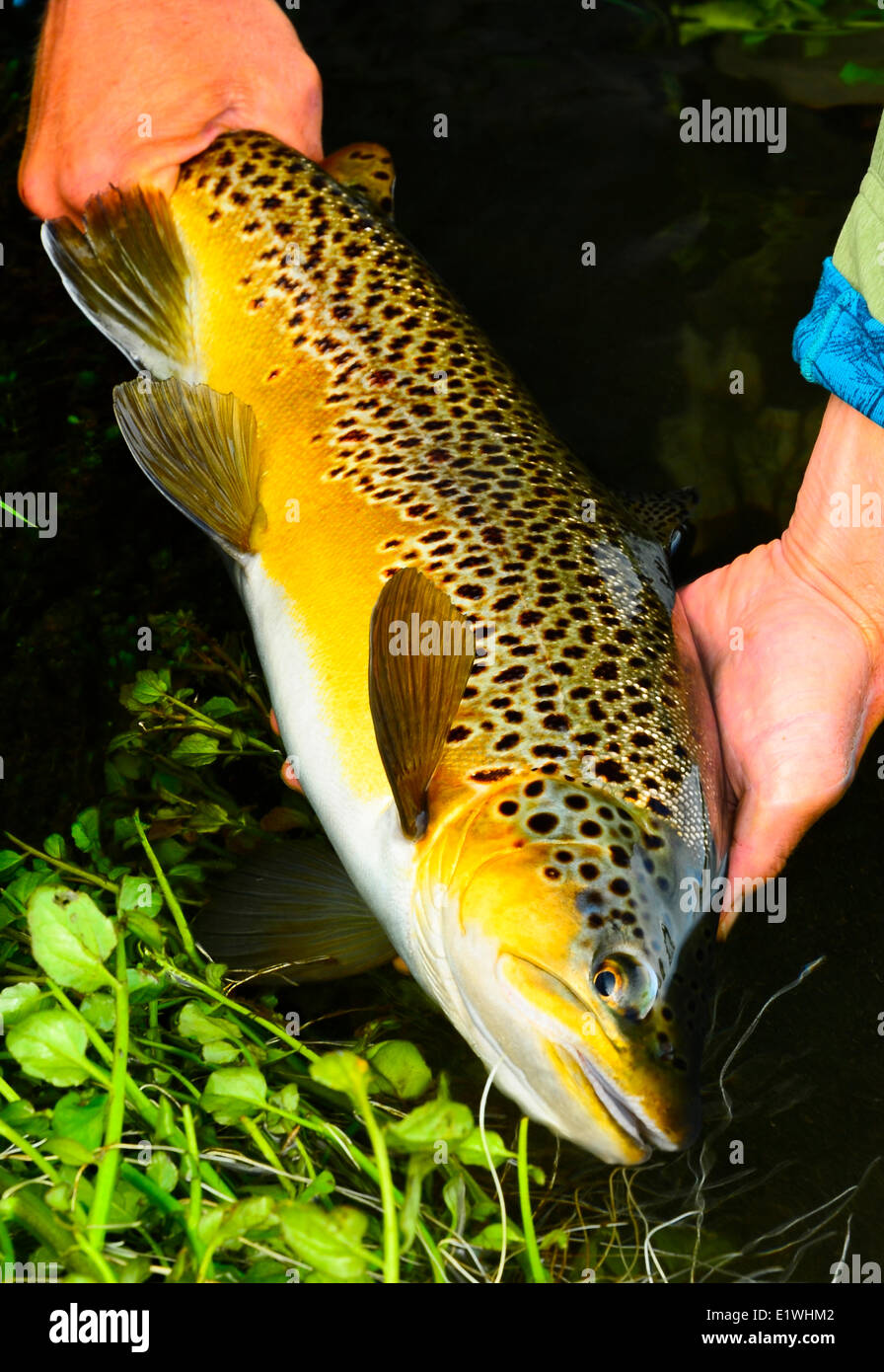 Brown Trout Fly Fishing Stock Photo - Alamy