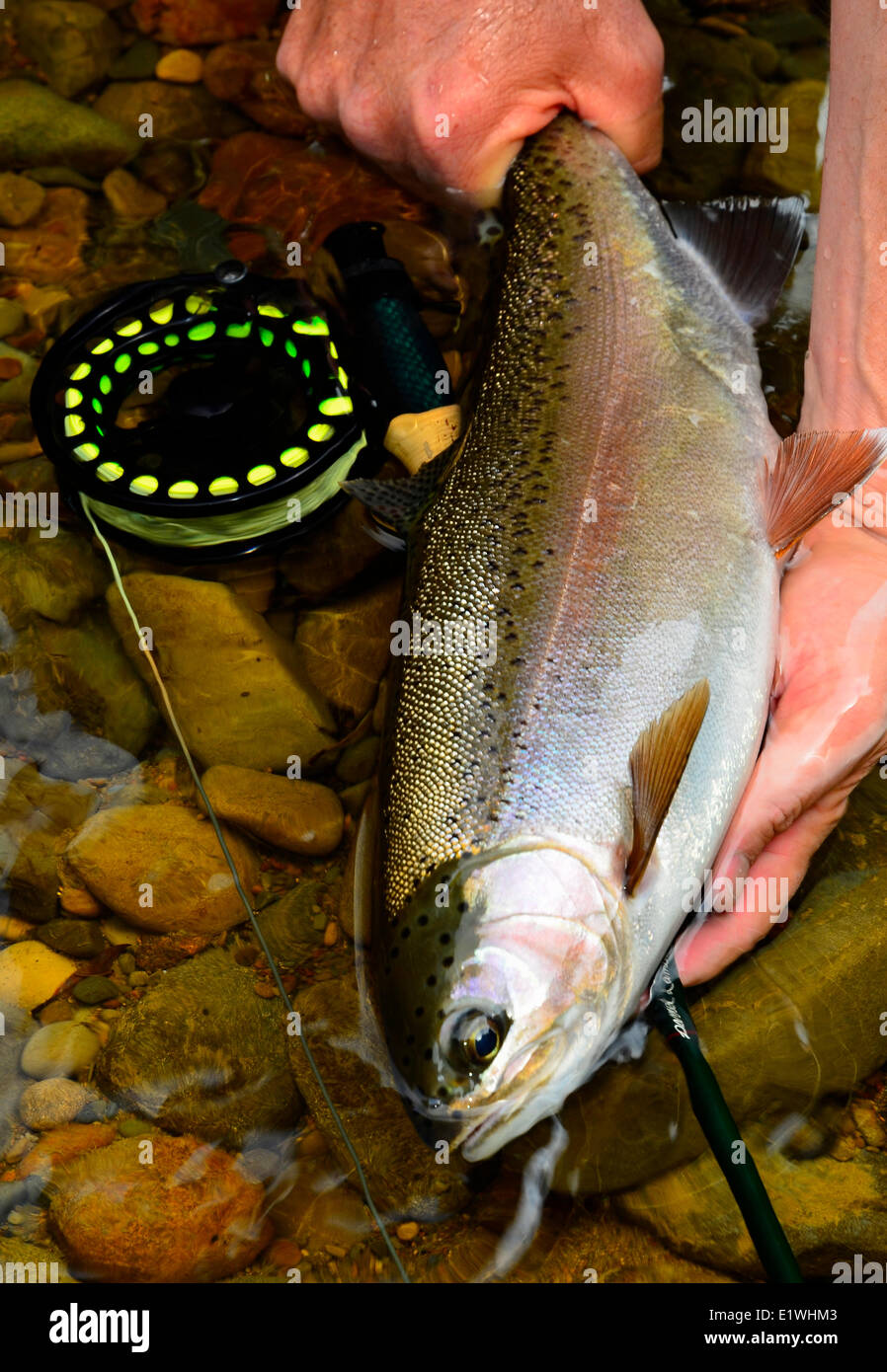 Rainbow Trout, Oncorhynchus mykiss, Fly Fishing Stock Photo - Alamy