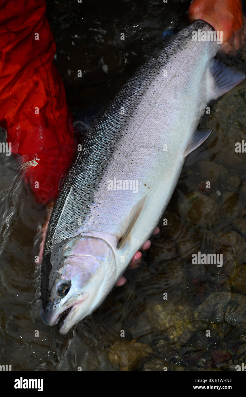 Steelhead trout wildlife hi-res stock photography and images - Alamy