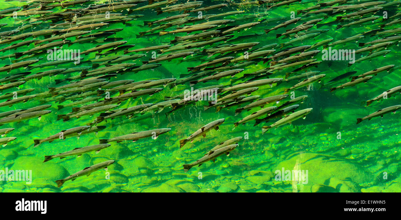 Summer Run Steelhead, Oncorhynchus mykiss, Steamboat Creek Oregon Stock ...