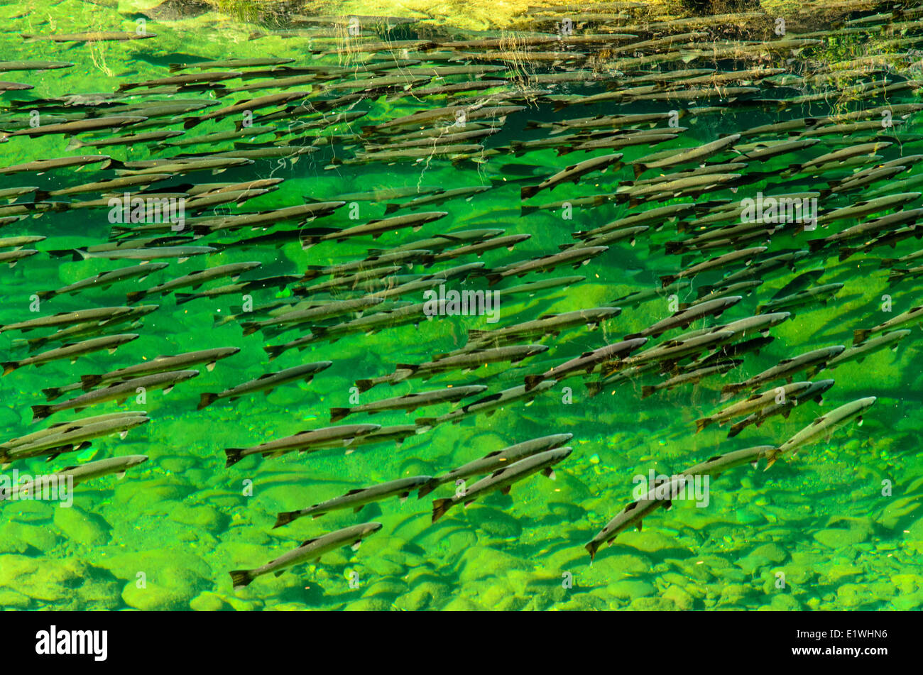 Summer Run Steelhead, Oncorhynchus mykiss, Steamboat Creek Oregon Stock ...