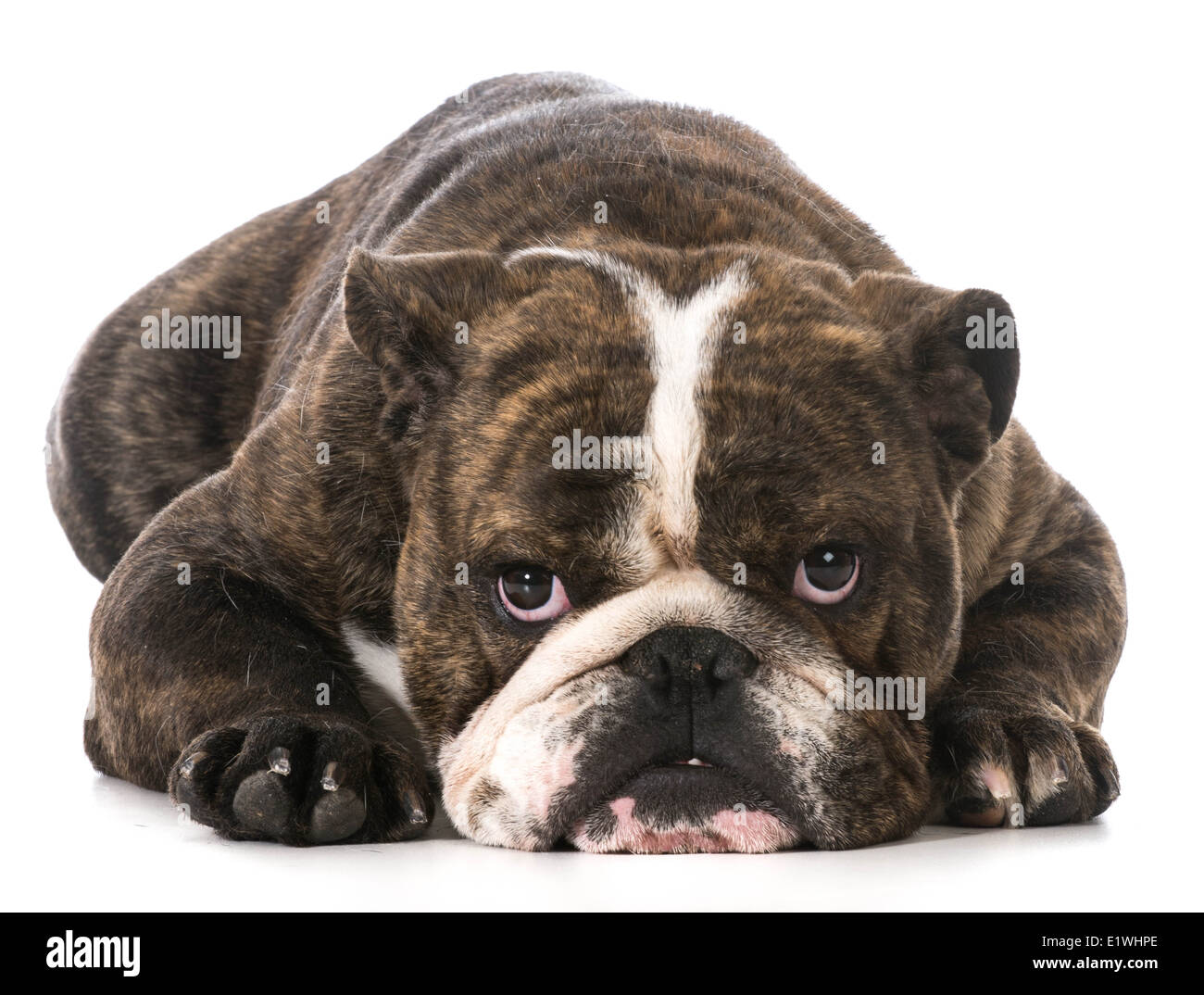 english bulldog laying down looking at viewer on white background Stock ...