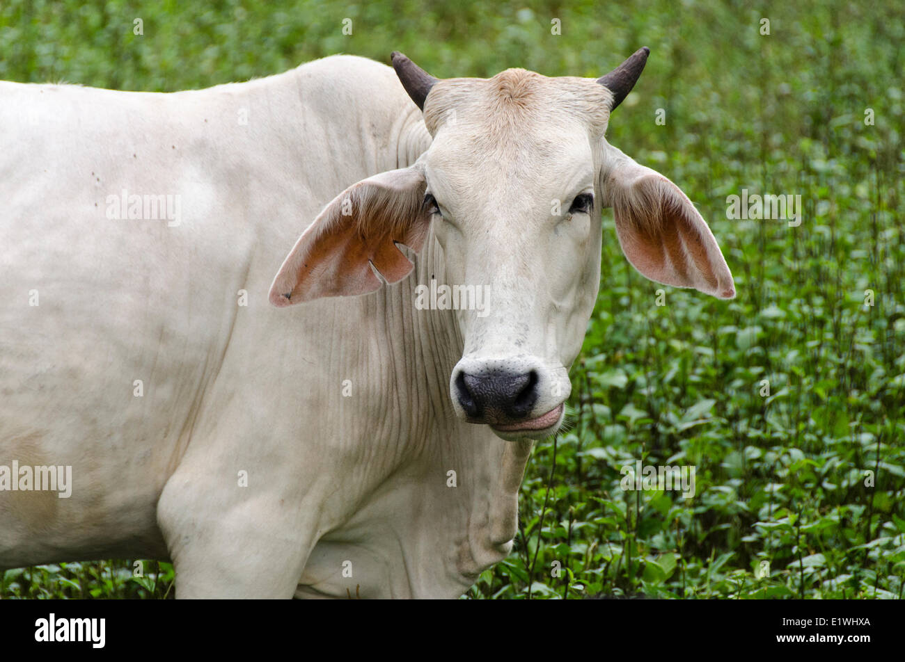 Cattle in farmland at guanacaste hi-res stock photography and images ...