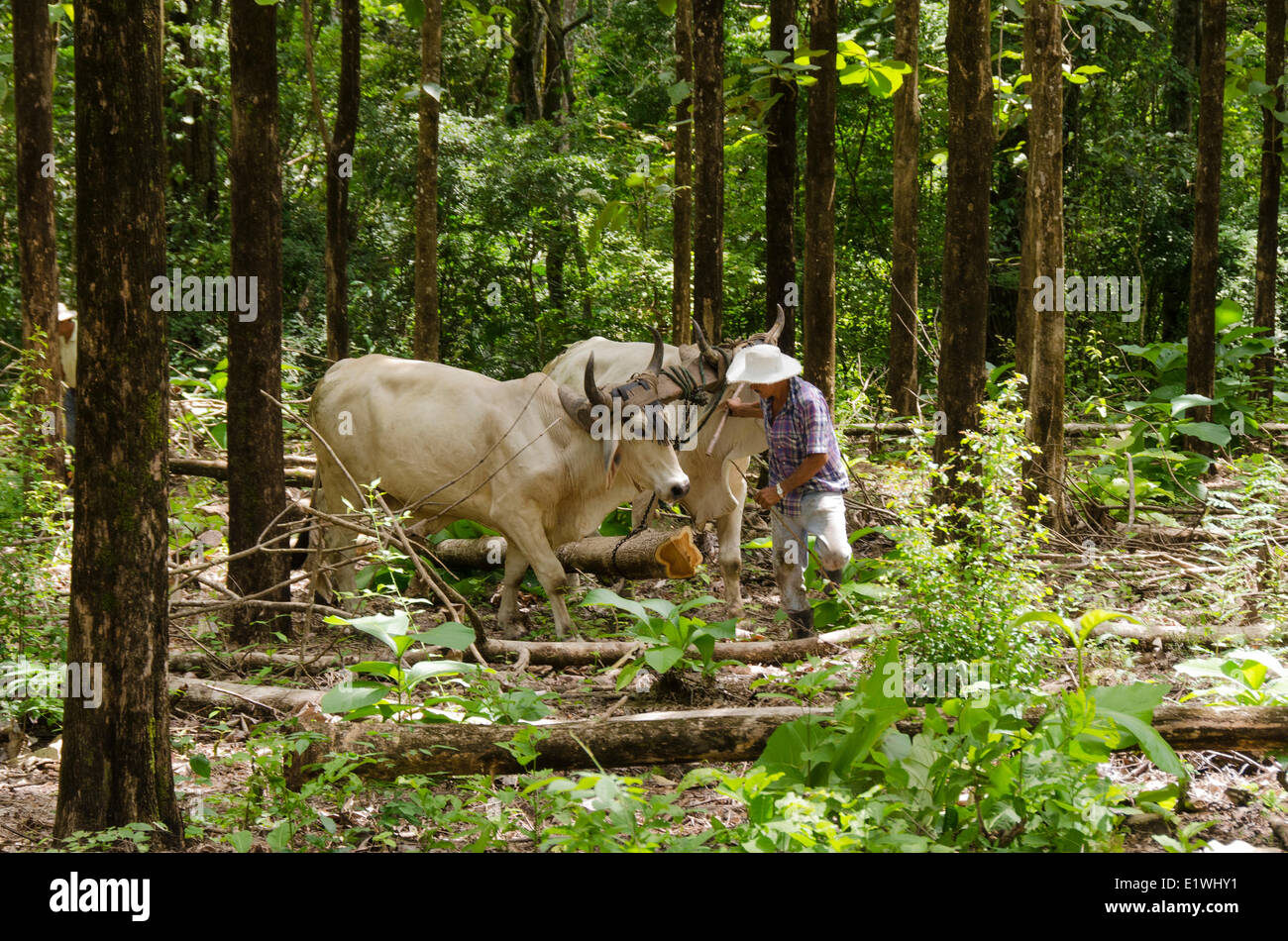 Selective logging with Oxen in Puntarenas Province, Costa Rica Stock ...