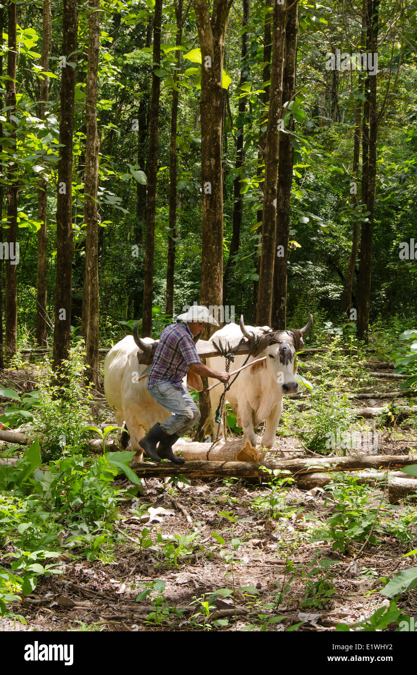 Selective logging with Oxen in Puntarenas Province, Costa Rica Stock ...