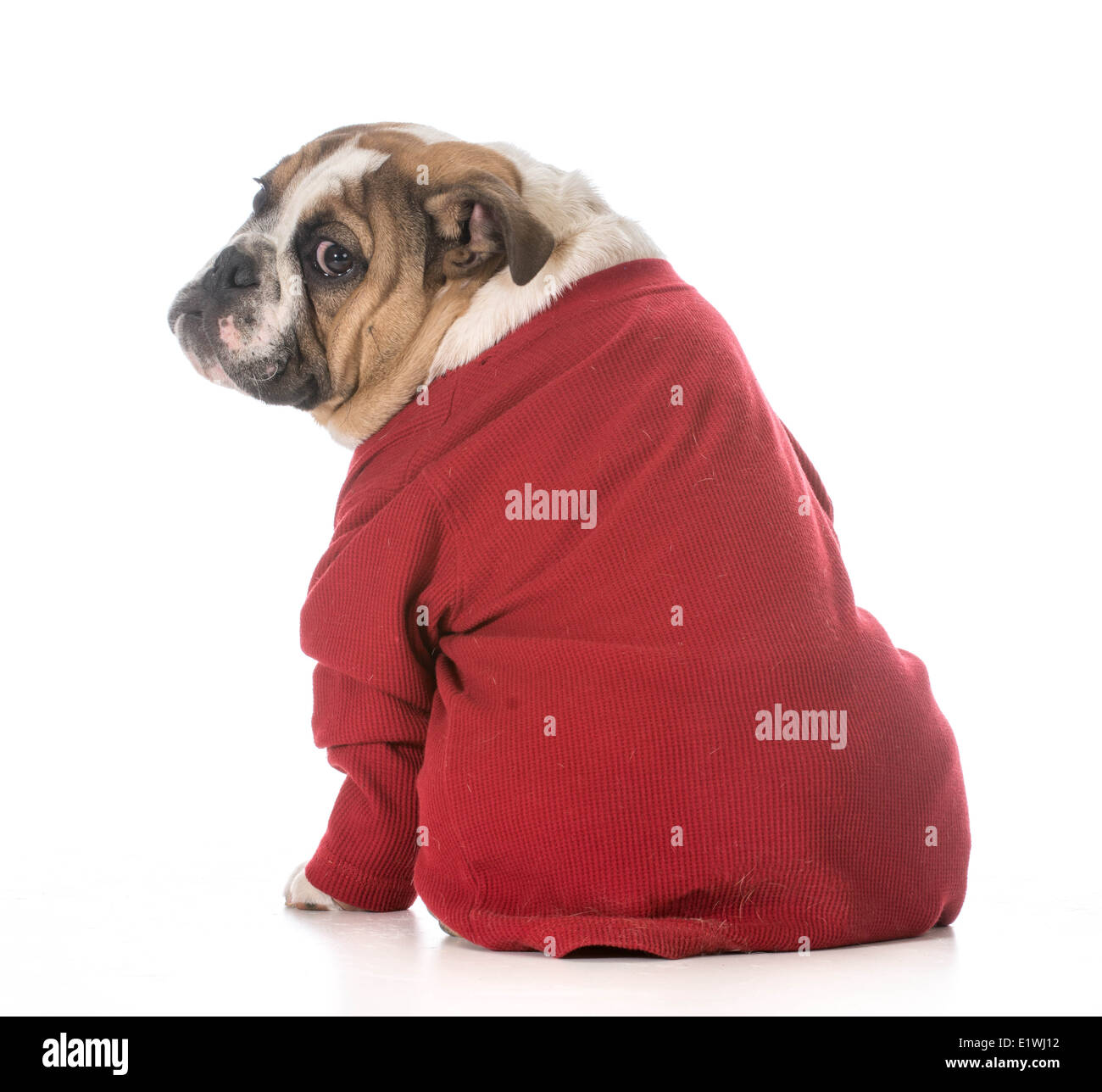 english bulldog puppy sitting looking over shoulder on white background ...