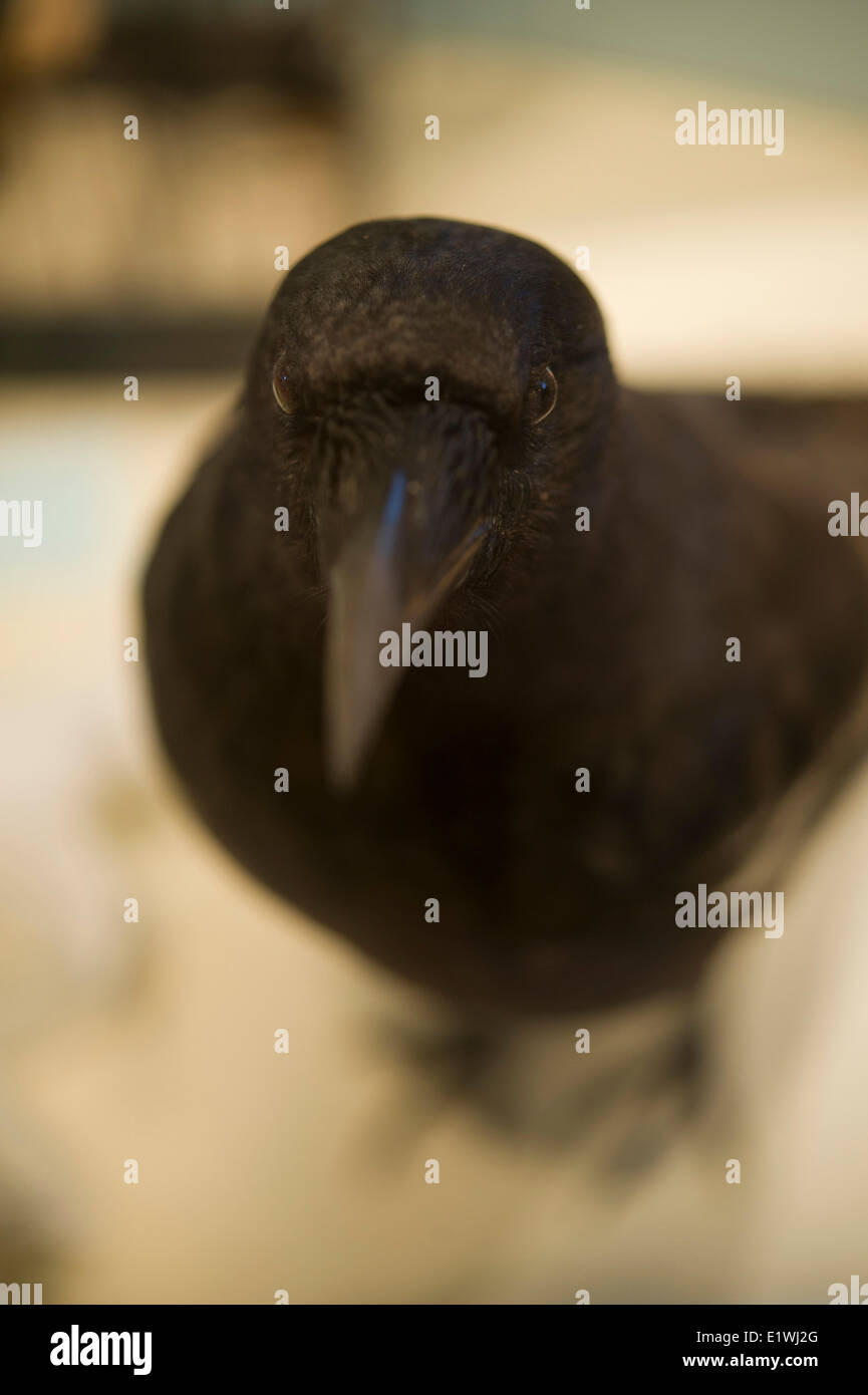 Stuffed raven on display in Bermudian zoo Stock Photo - Alamy