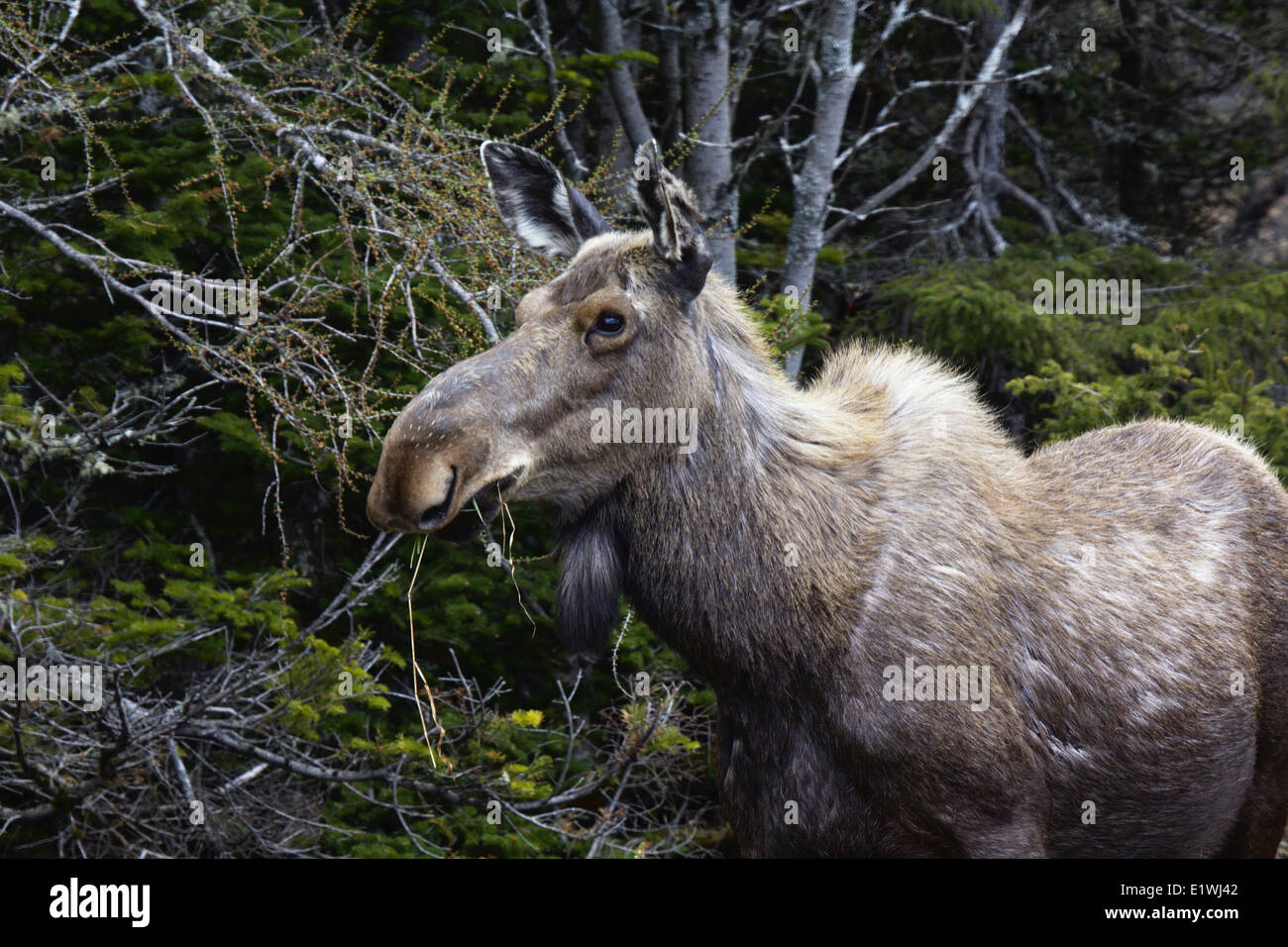 Female moose hi-res stock photography and images - Alamy