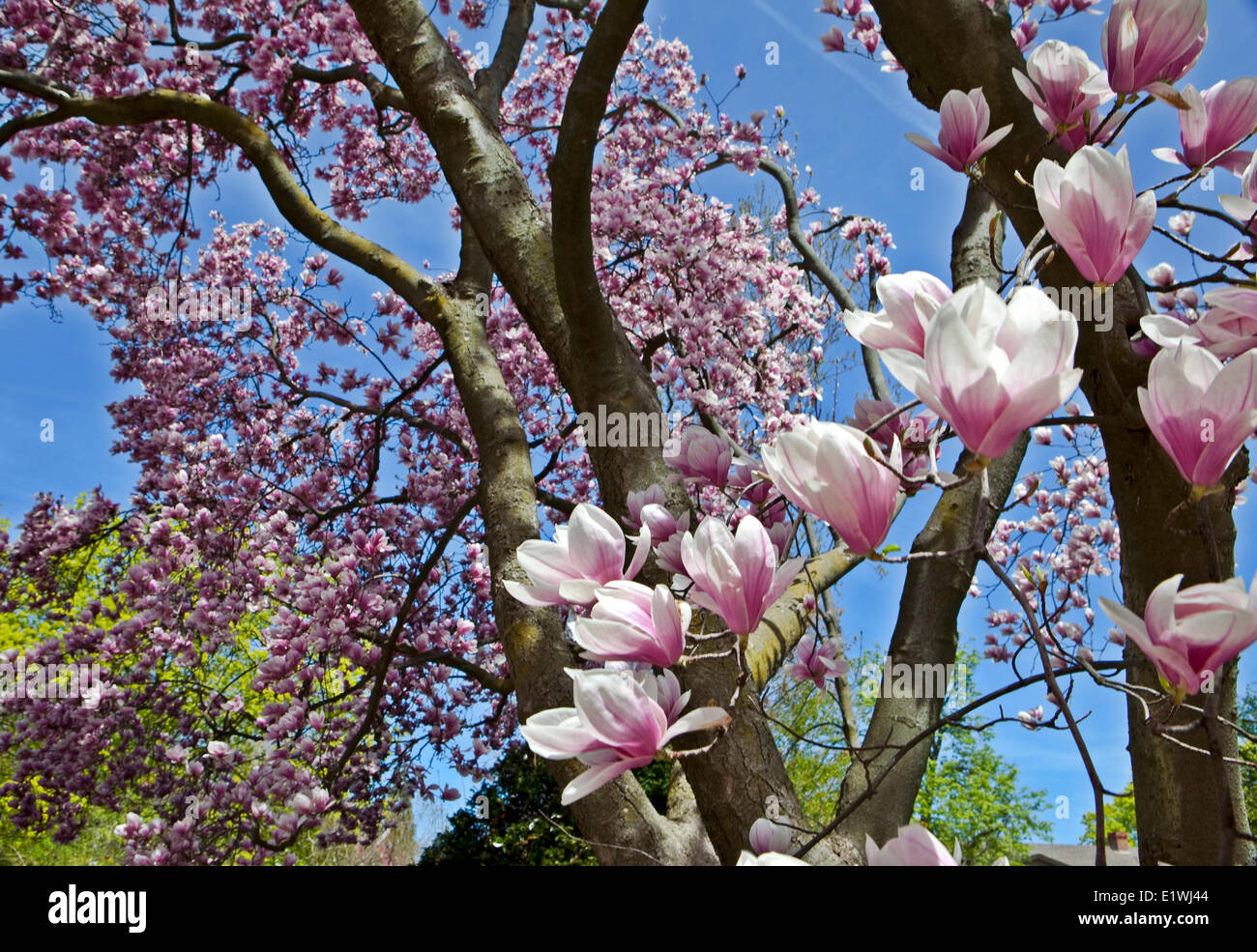 Magnolia Tree, Niagara on the Lake, Ontario Stock Photo - Alamy