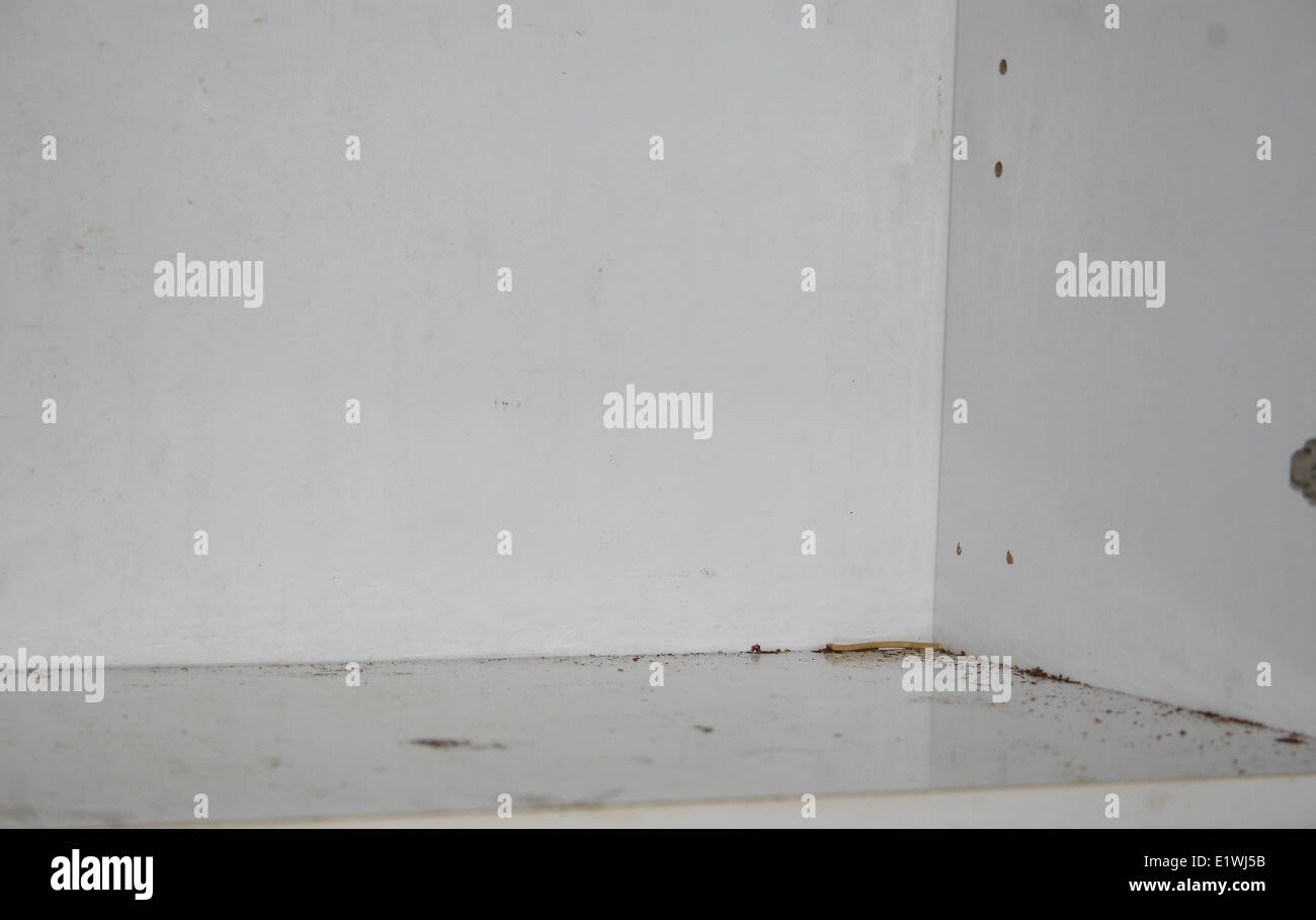 Kitchen shelving hi-res stock photography and images - Alamy