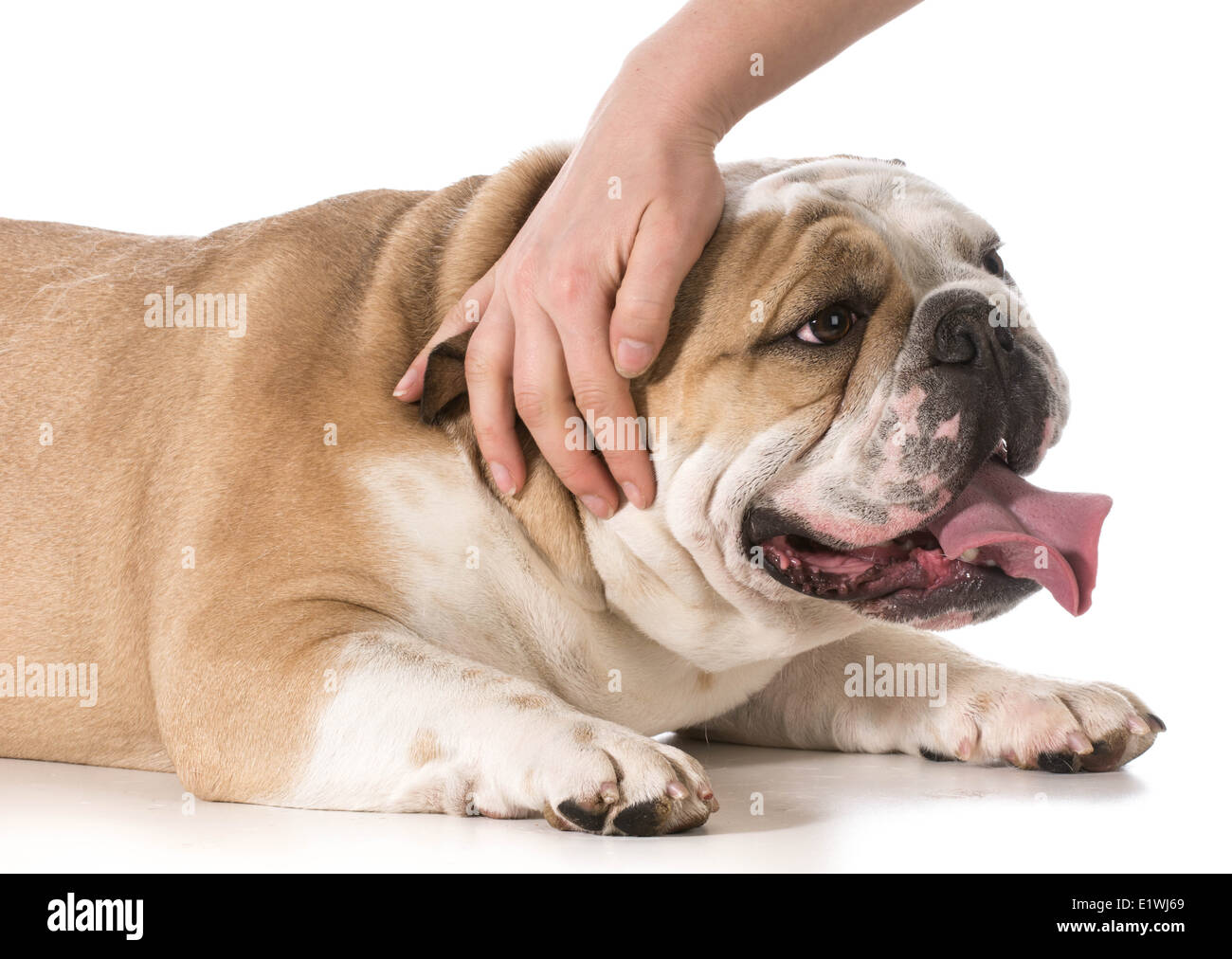 hand petting an english bulldog on white background Stock Photo - Alamy