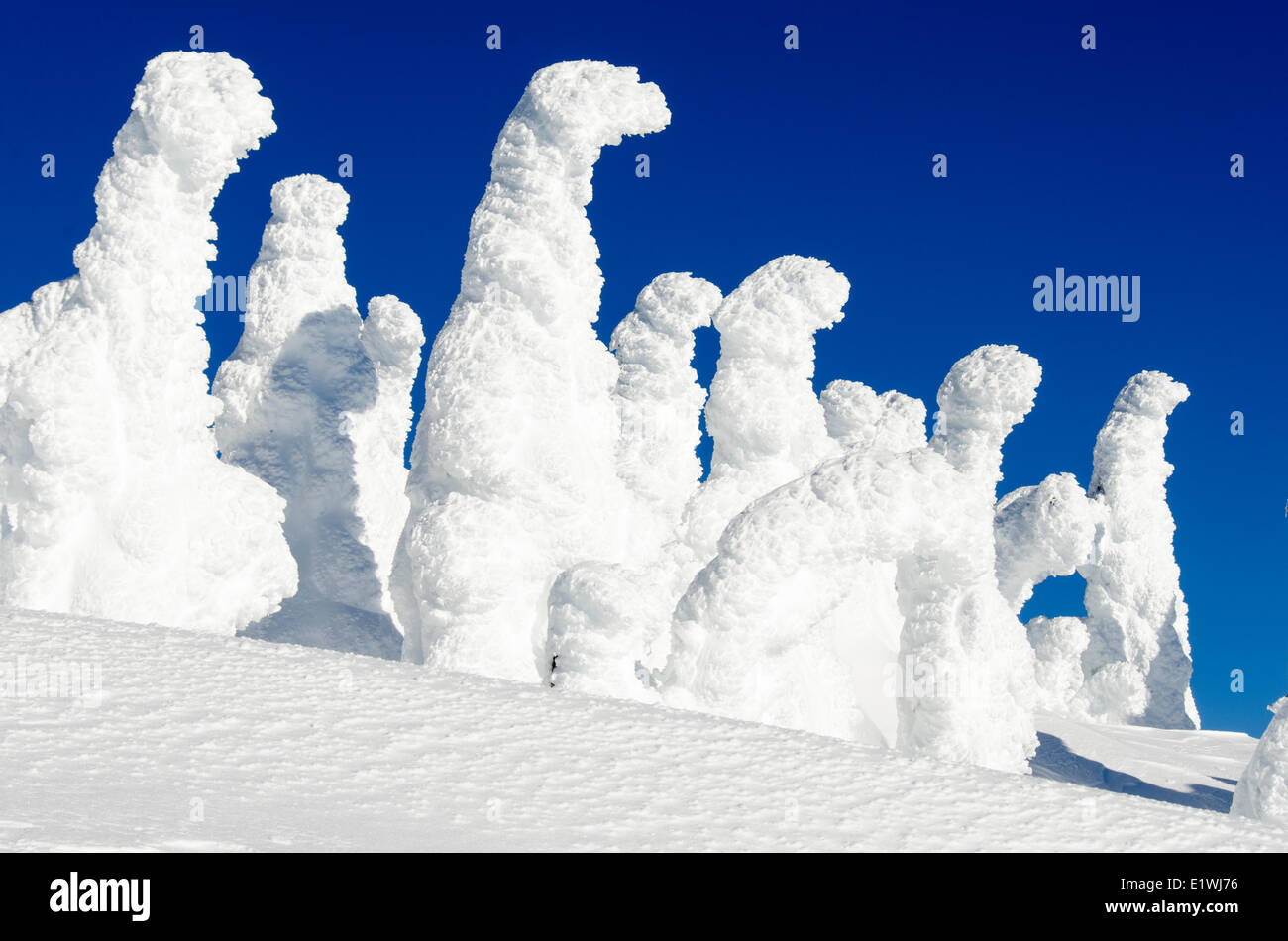Snow ghosts or snow covered trees at Mt. Washington, British Columbia ...