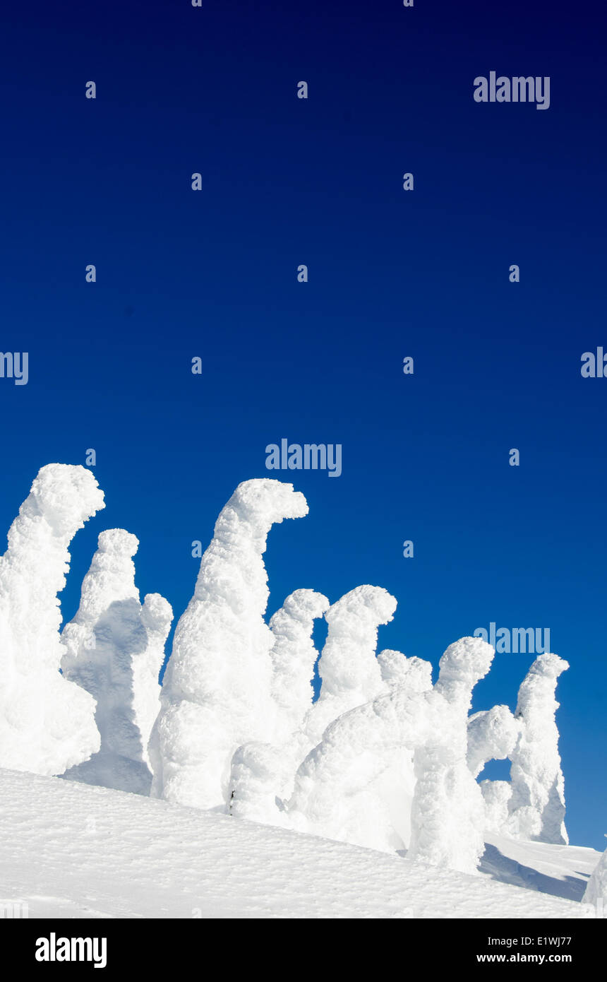 Snow ghosts or snow covered trees at Mt. Washington, British Columbia ...