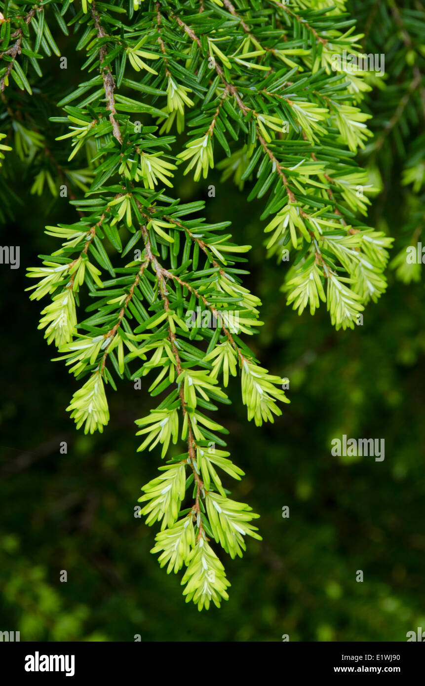 Eastern Hemlock Needles