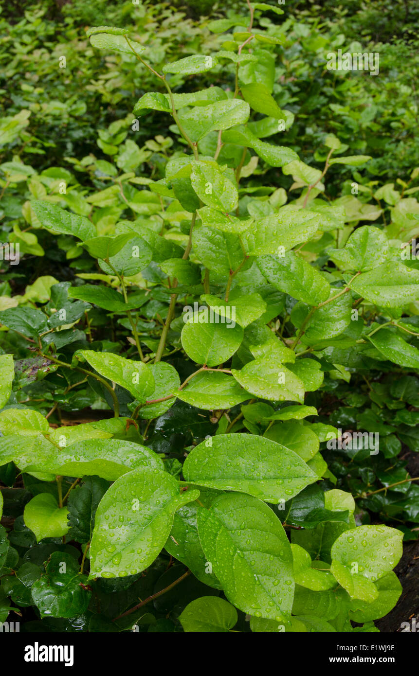 Gaultheria shallon hi-res stock photography and images - Alamy