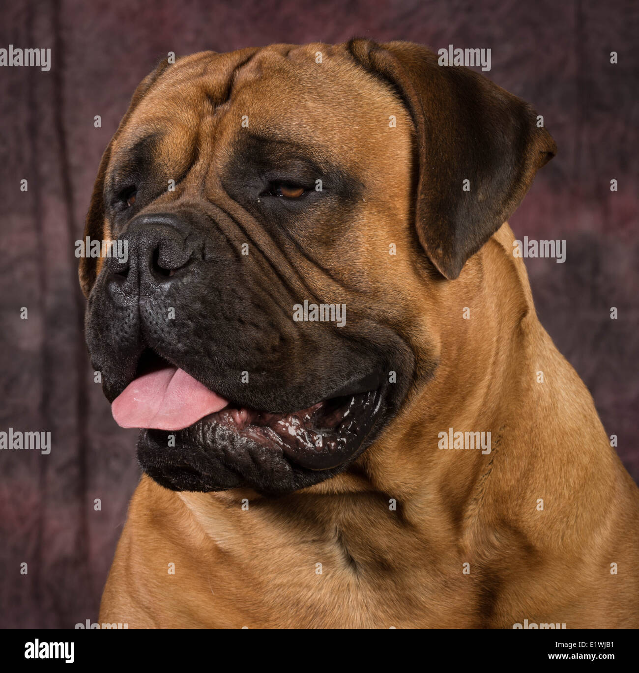 bullmastiff male portrait on purple background Stock Photo - Alamy