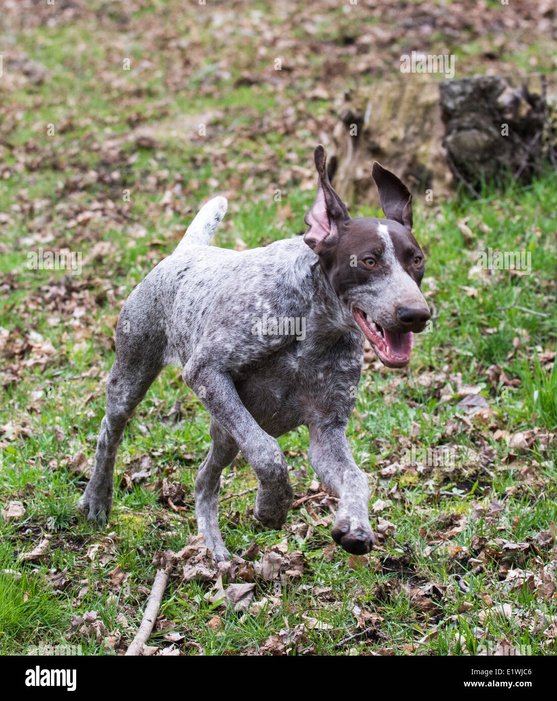 german shorthaired pointer running in the woods Stock Photo - Alamy