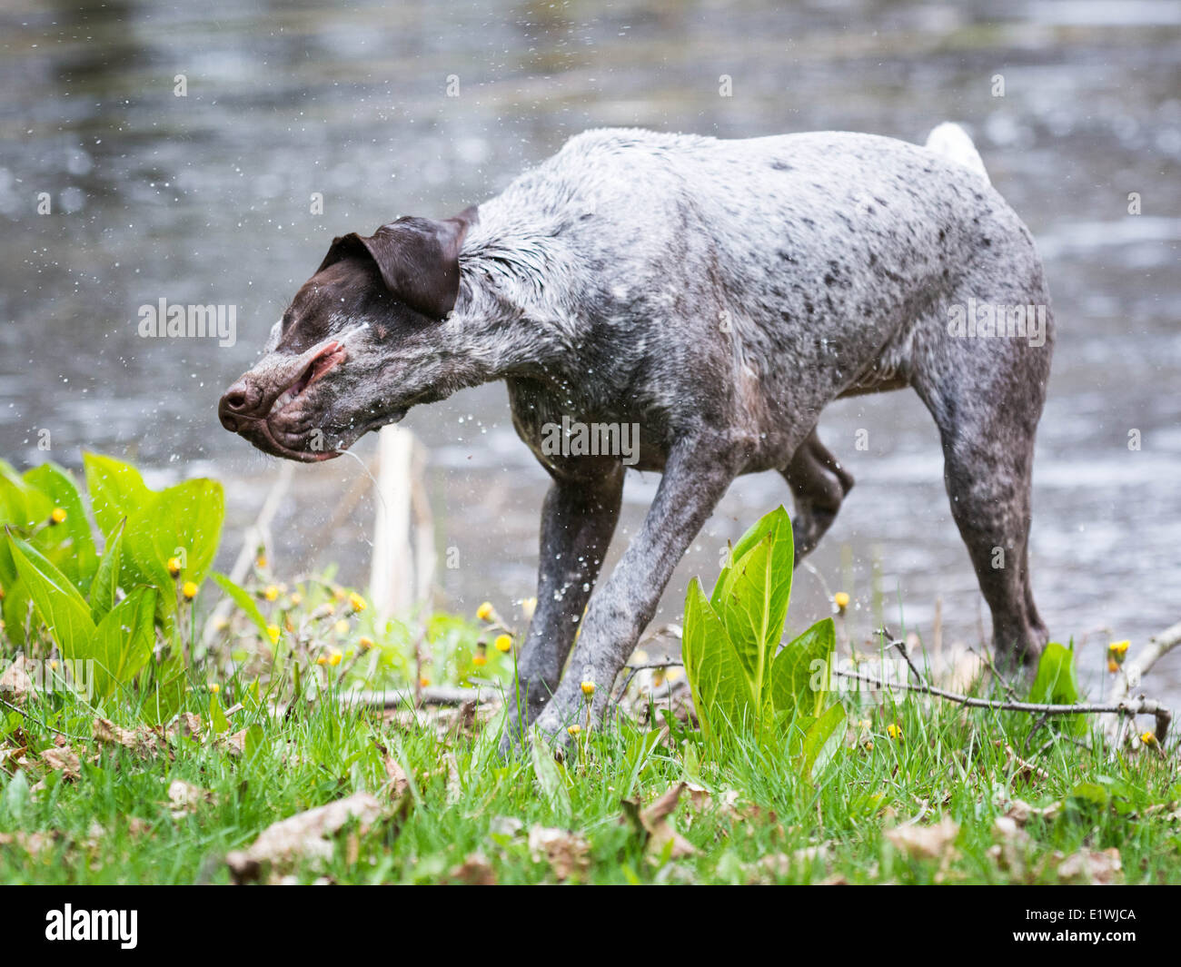 german shorthaired pointer shaking after a swim in a pond Stock Photo ...