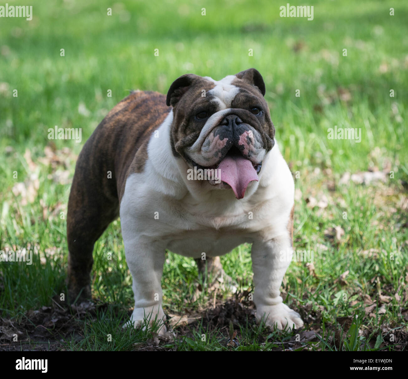 english bulldog standing in the grass Stock Photo - Alamy