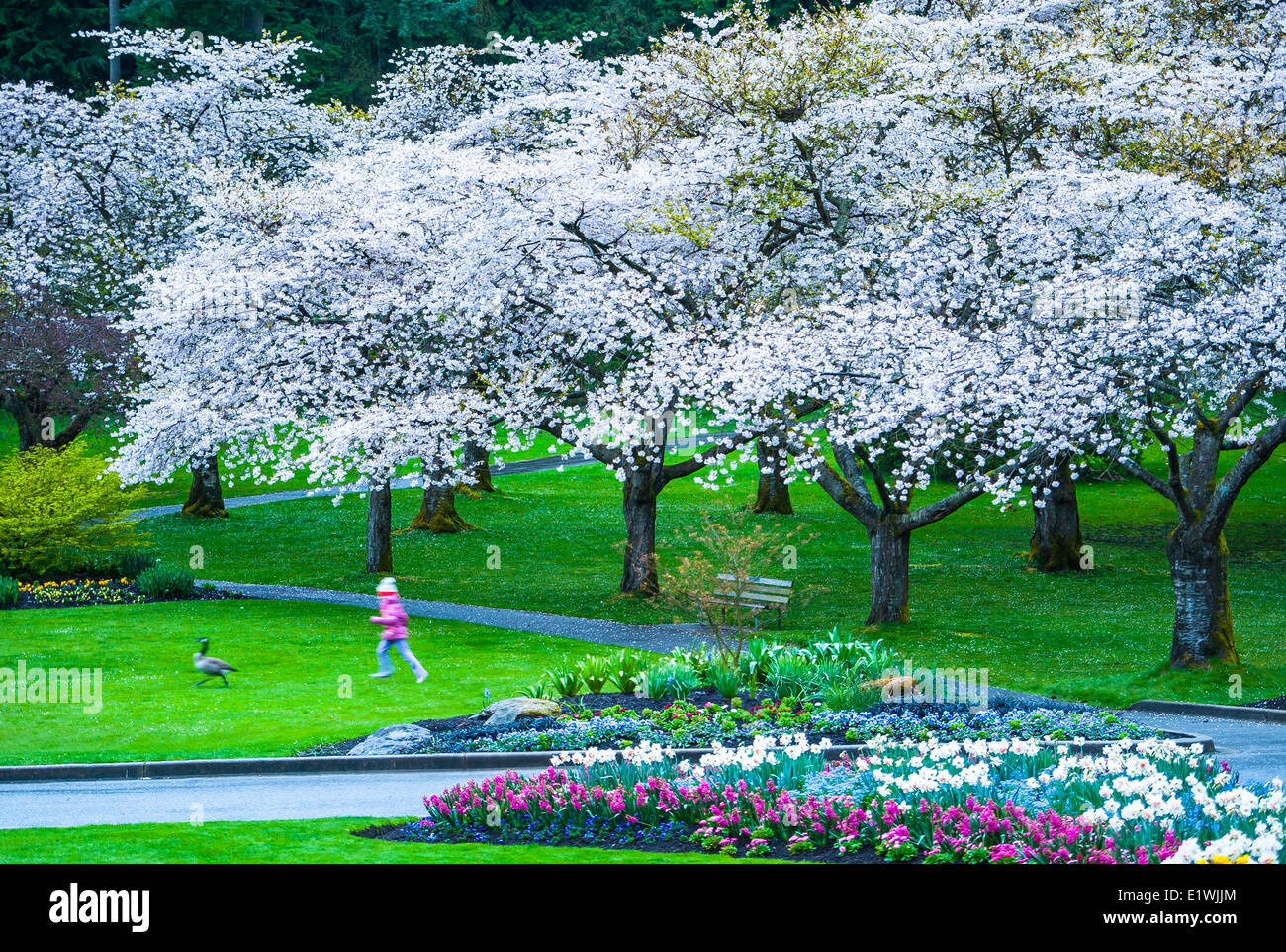 Child exercising canada goose hi-res stock photography and images - Alamy