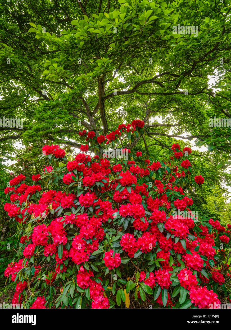 Rhododendron display hi-res stock photography and images - Alamy
