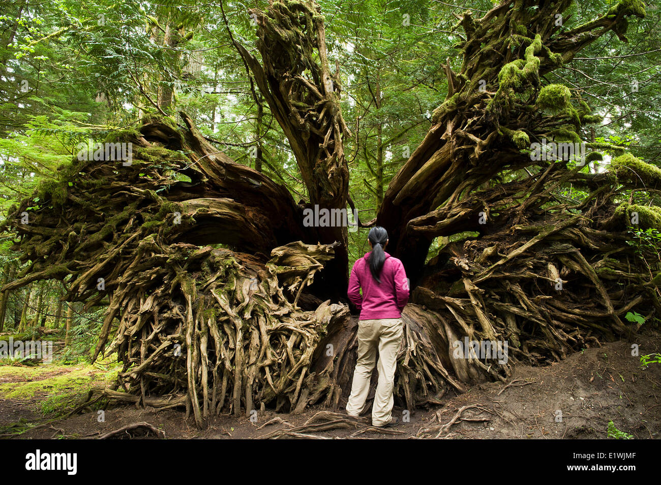 Fallen Tree Roots High Resolution Stock Photography and Images - Alamy