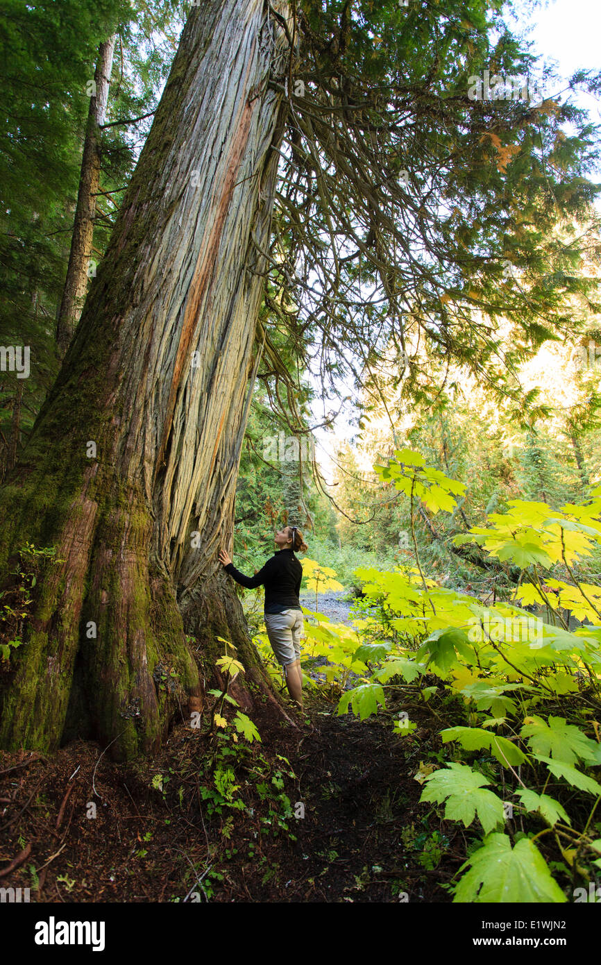 Ancient cedar tree hi-res stock photography and images - Alamy