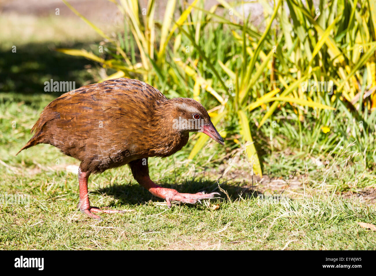 Weka bird woodhen hi-res stock photography and images - Alamy