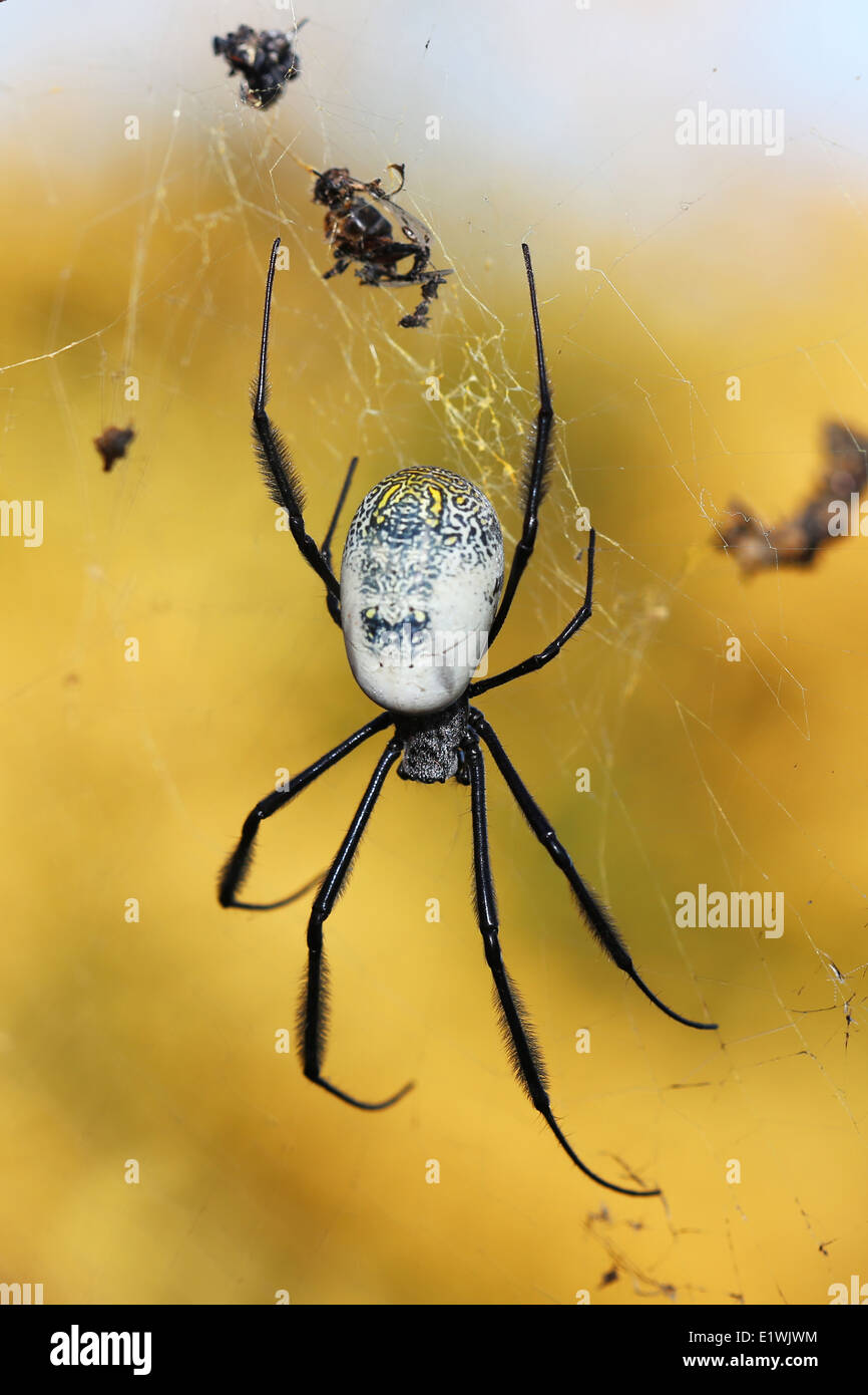 LARGE SPIDER ON WEB. NEPHILA FENESTRATA. GOLDEN ORB WEB SPIDER, BLACK ...