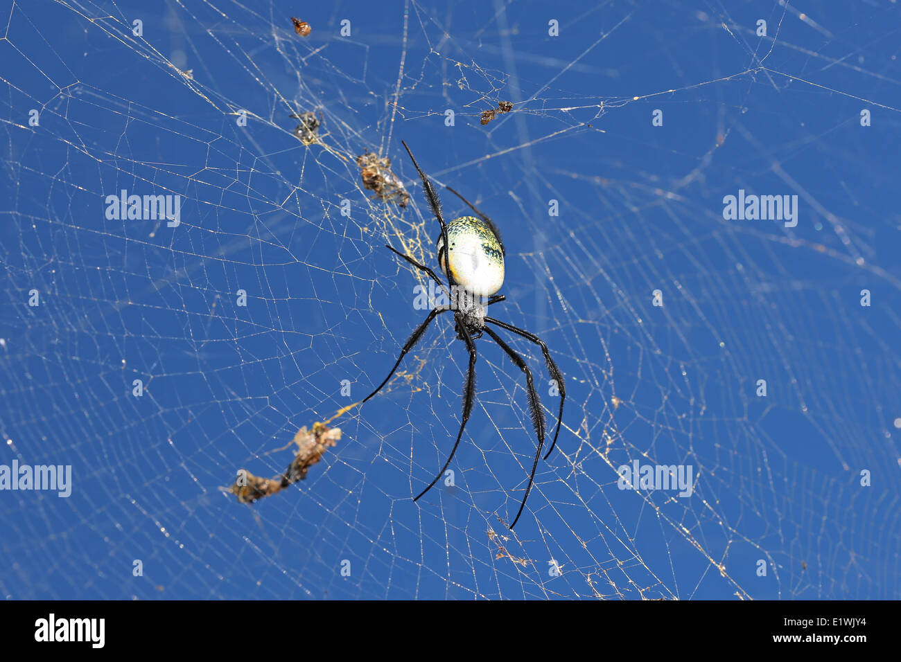 LARGE SPIDER ON WEB. NEPHILA FENESTRATA. BLACK LEGGED NEPHILA. GOLDEN ...