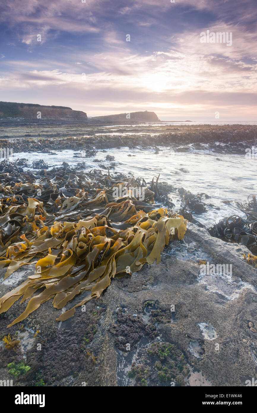 Curio bay cliffs hi-res stock photography and images - Alamy