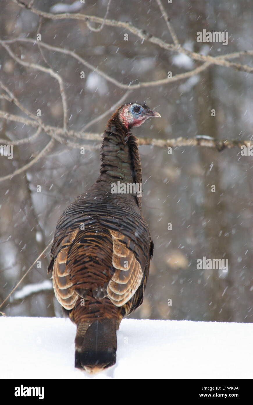 Ontario winter birds hi-res stock photography and images - Alamy