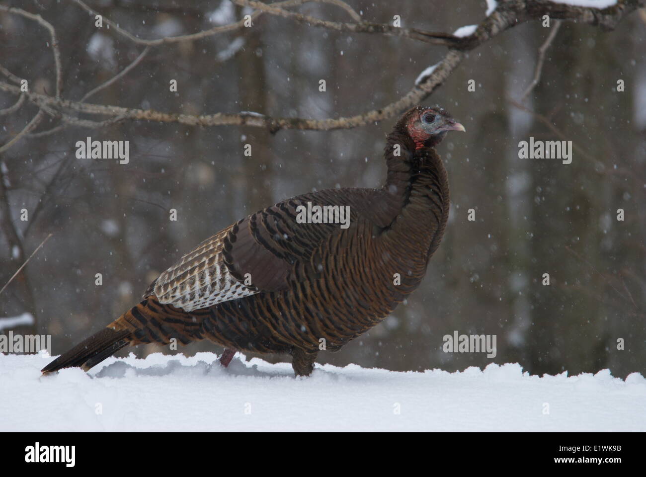 Wild Turkey,Meleagris gallopavo. Winter, Muskoka, Ontario, Canada Stock ...