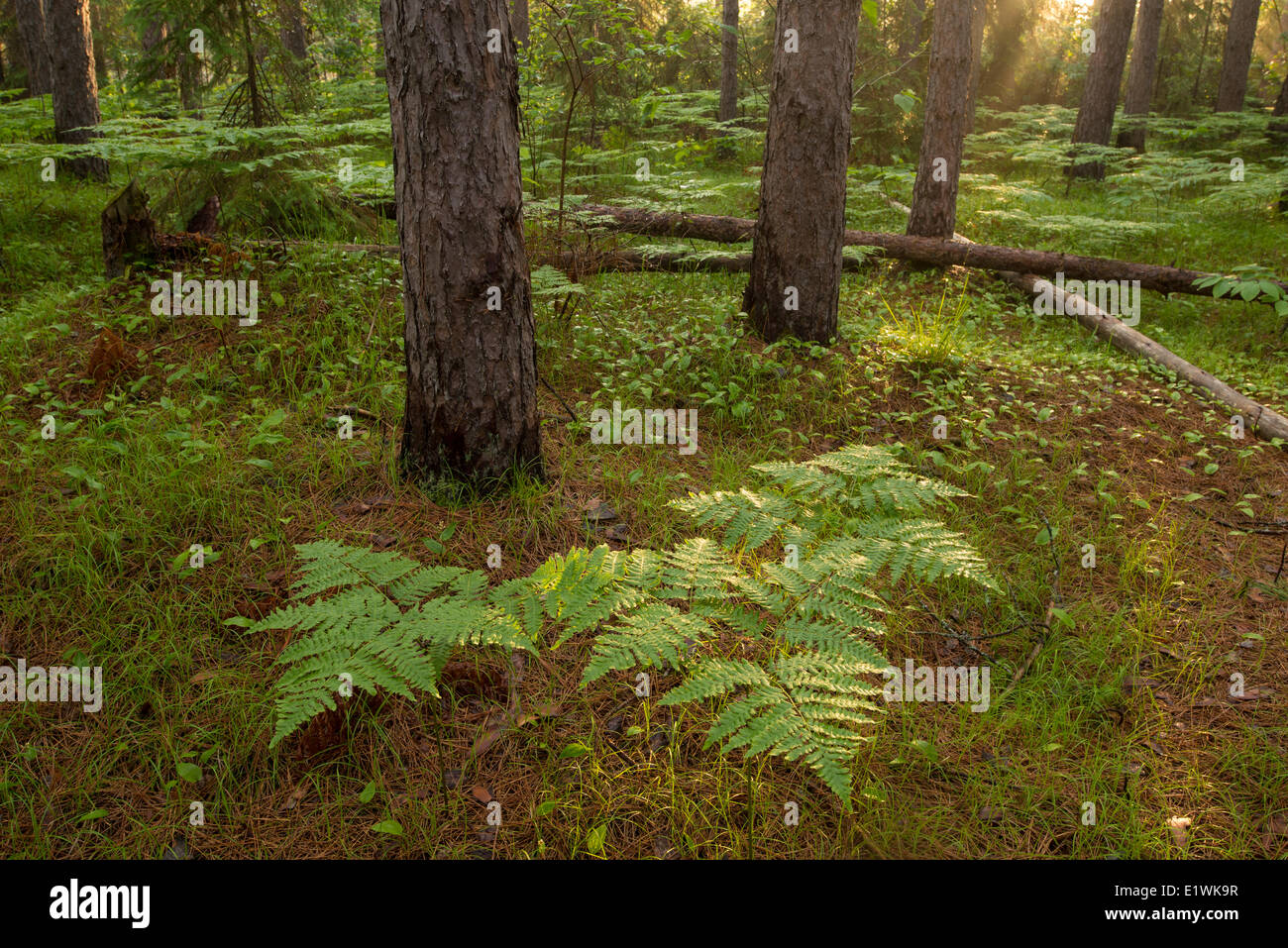 Ferns in a red pine forest. Algonquin park, Ontario, canada Stock Photo ...