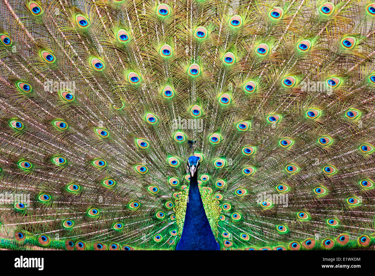 Peacock at Assiniboine Park Zoo, Winnipeg, Manitoba, Canada Stock Photo ...