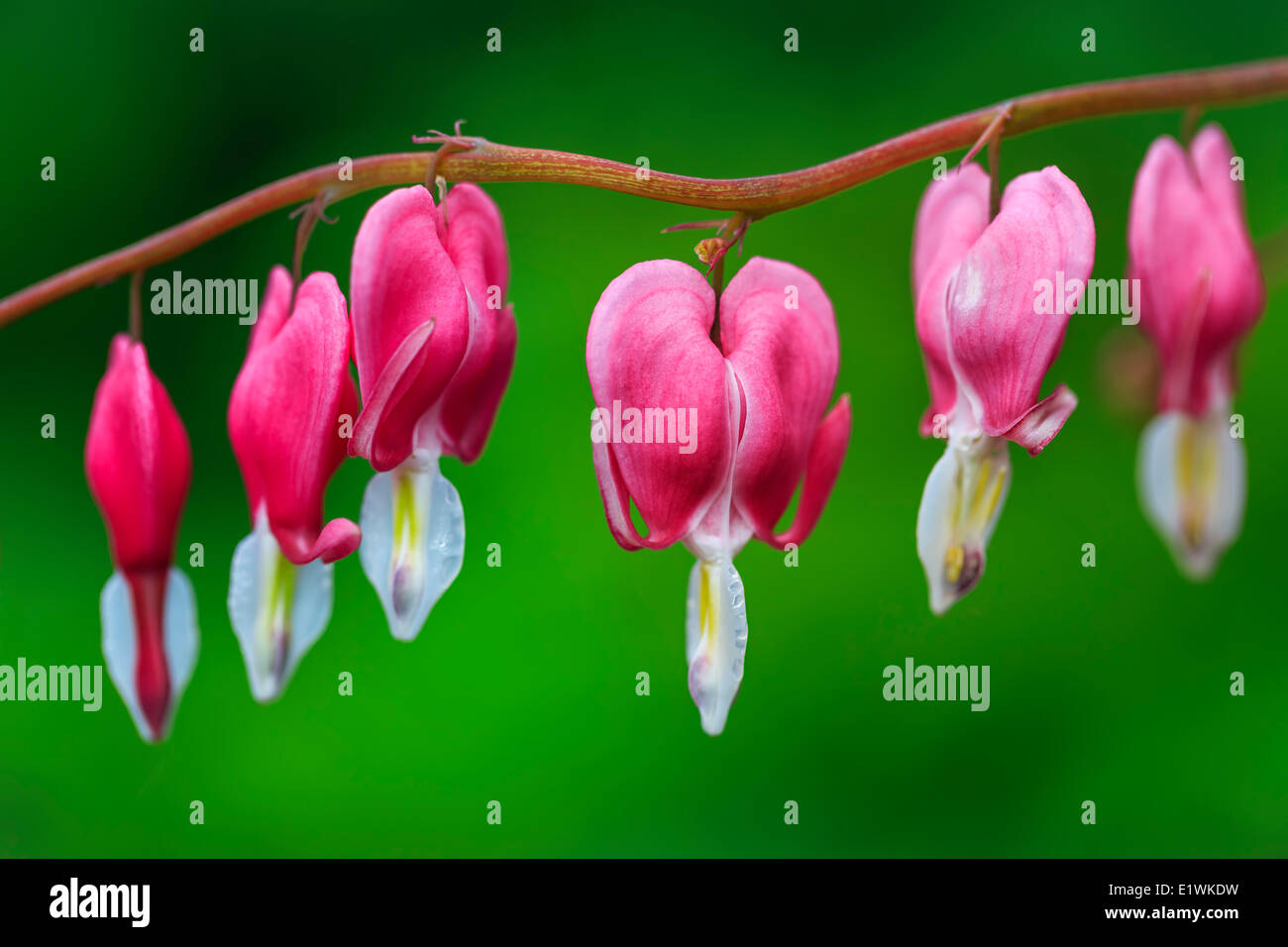 Wild bleeding heart hi-res stock photography and images - Alamy
