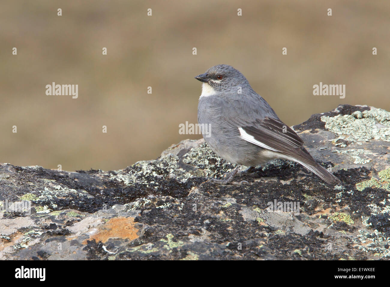 White-winged Diuca-Finch (Diuca speculifera) perched on a rock in ...