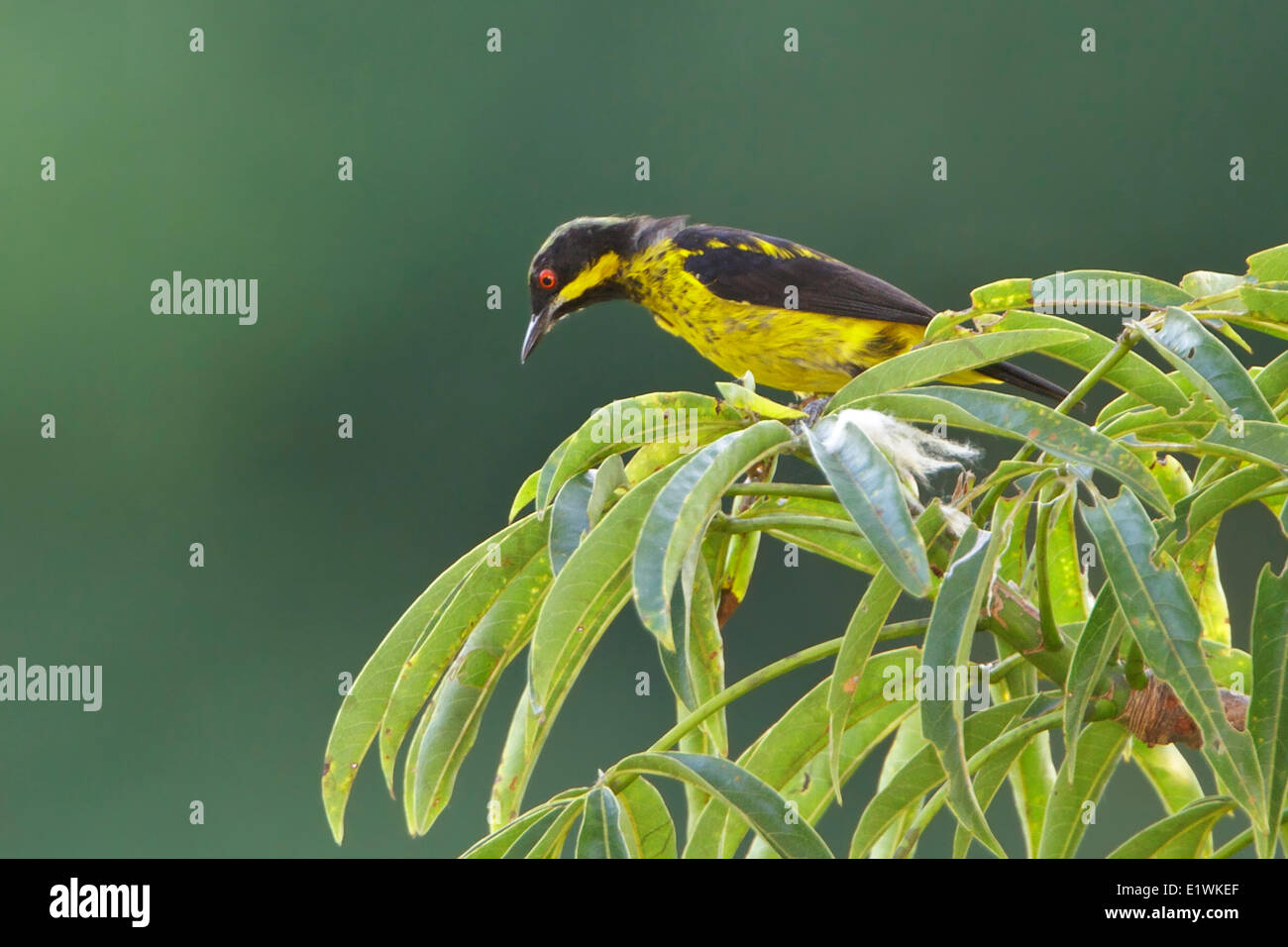 Yellow bellied dacnis hi-res stock photography and images - Alamy